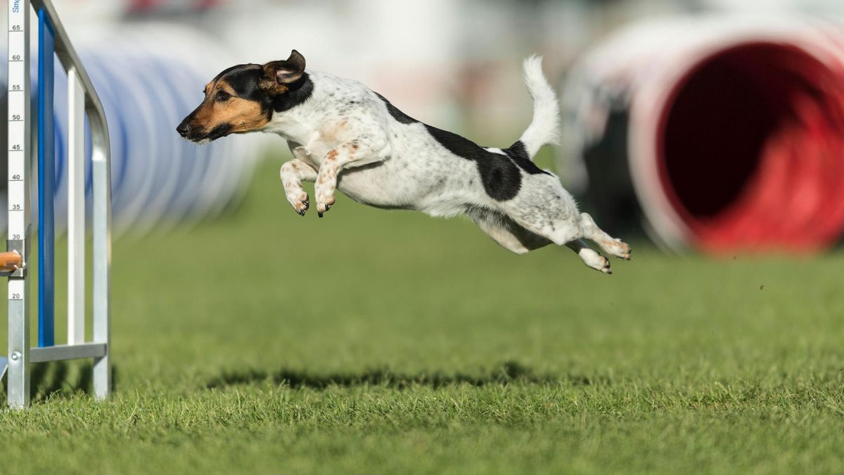 Shorthaired dog breeds of all shapes and sizes | PetsRadar