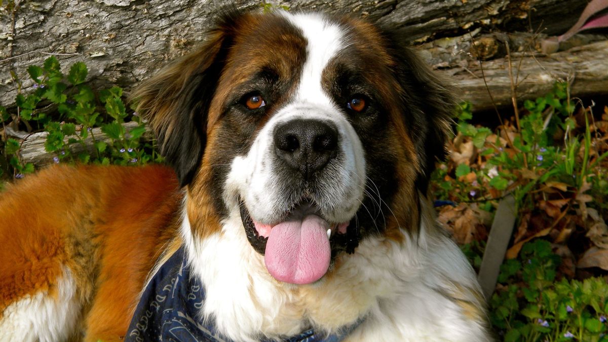 32 reasons to love St. Bernards | PetsRadar