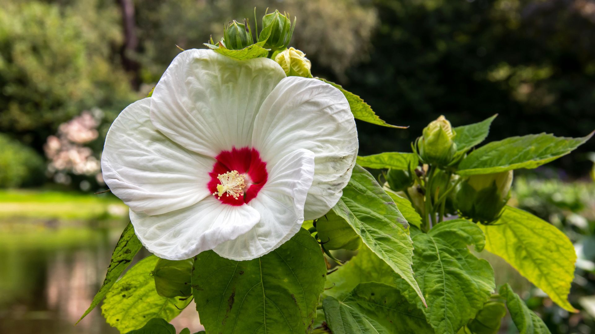 5 Rose Mallow Facts | Gardening Know How