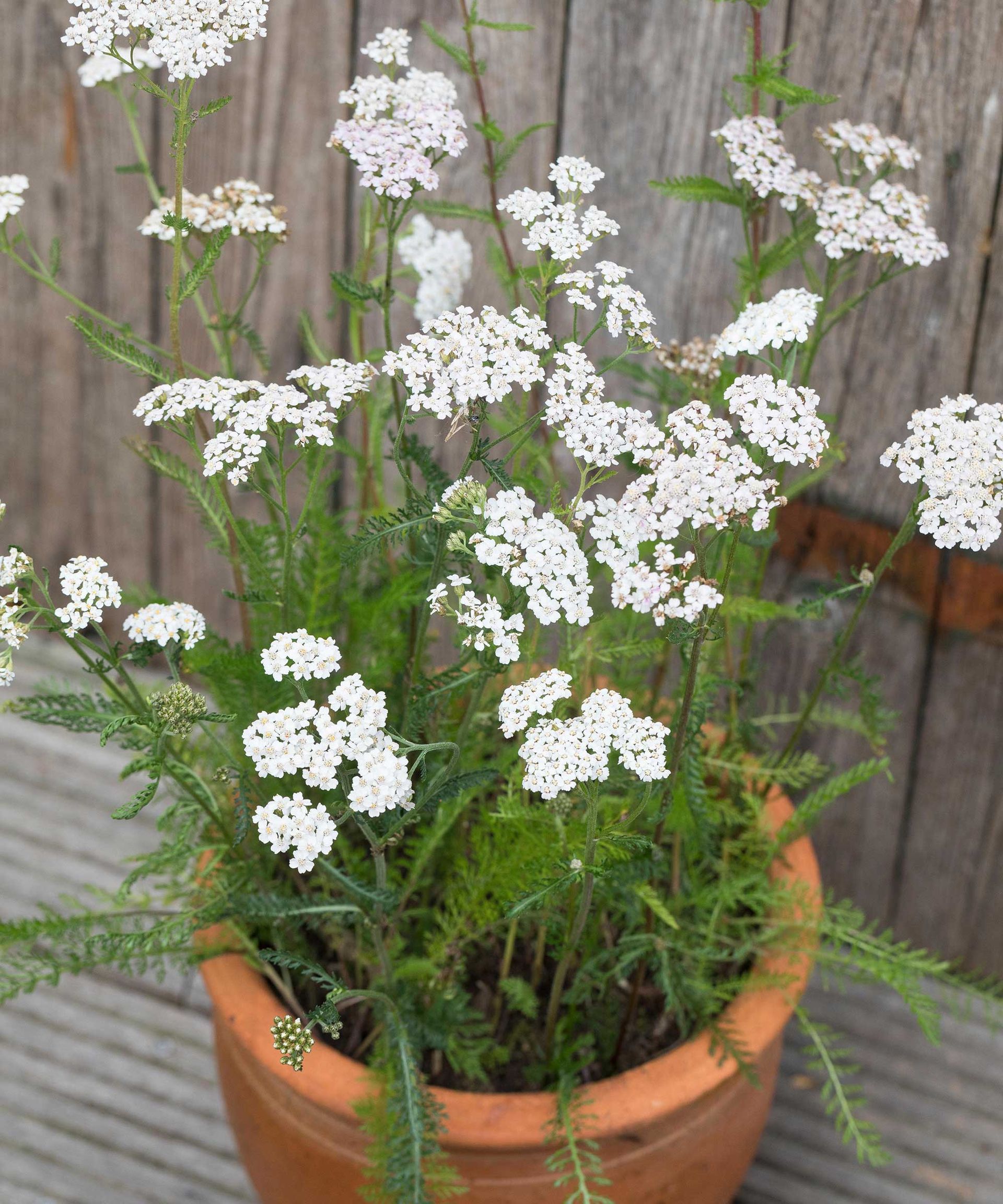 Should I deadhead yarrow? Garden experts share their knowhow | Homes ...