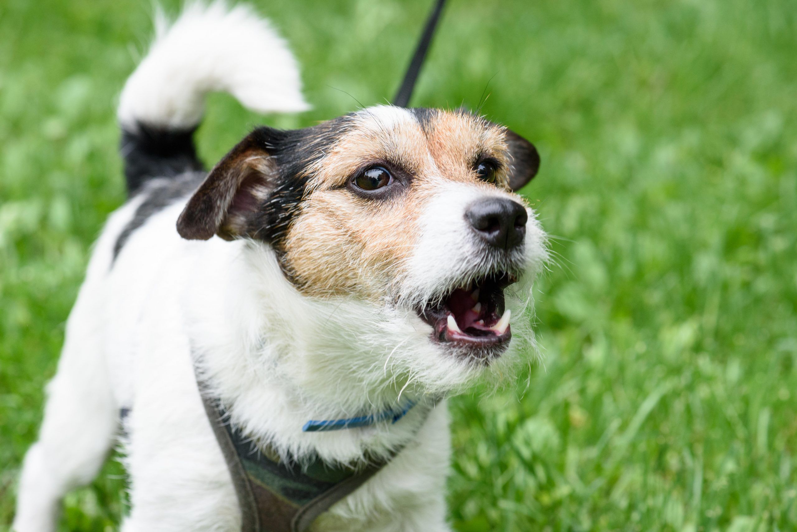 How to stop your dog barking at people when you're out on a walk ...