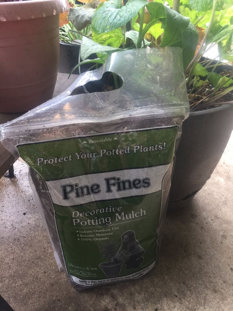 Pine Fines Information: Tips For Using Pine Fines Soil Conditioner ...