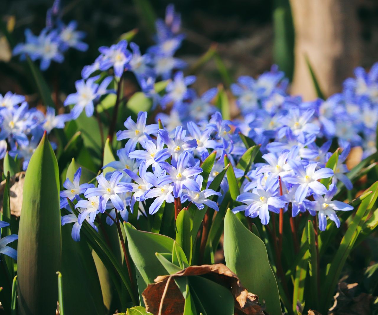 Bulbs for shade: 6 blooms for brightening darker corners | Homes and ...