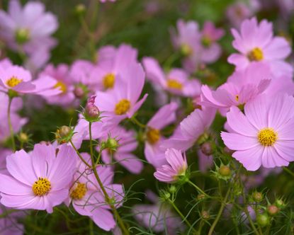 The most popular flower of 2021, revealed | Gardeningetc