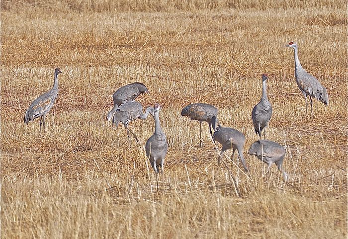 Amazing Migration: Photos of Sandhill Cranes | Live Science
