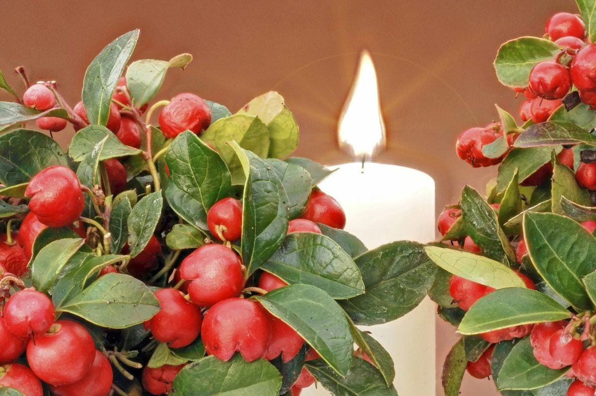 Wintergreen Houseplants - Growing Wintergreen Indoors For Holiday Décor ...