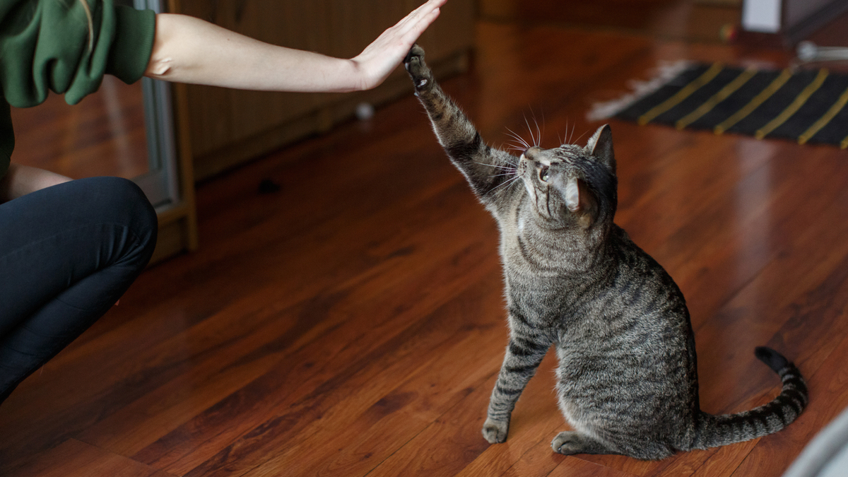 Expert reveals how to teach a cat a trick (we can’t believe how simple ...