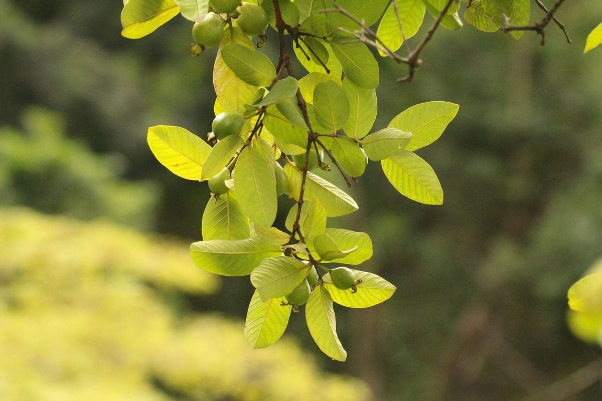 Harvesting Guava Leaves For Tea - Reaping The Benefits Of Guava Leaf ...