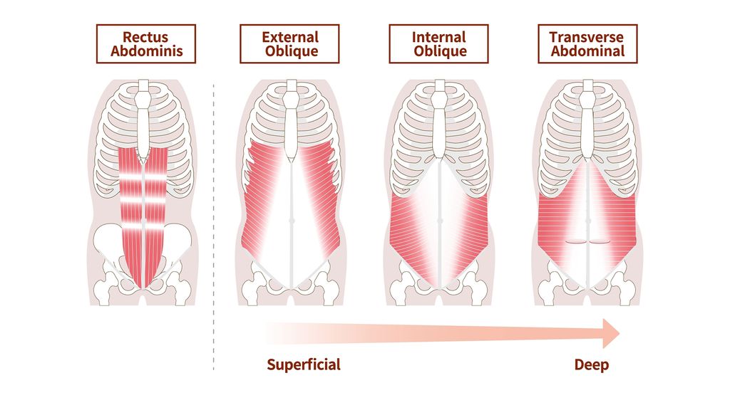Why do people sport 4-, 6- or even 8-pack abs? | Live Science