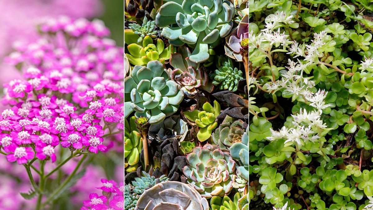 Best plants for a green roof: 9 options to try | Homes and Gardens