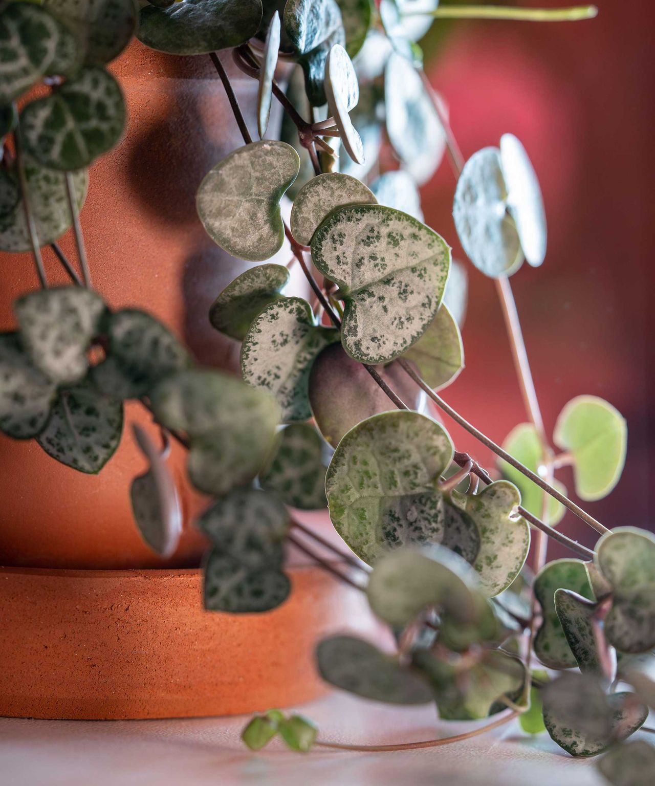 Best houseplants with heart-shaped leaves: 5 pretty choices | Homes and ...