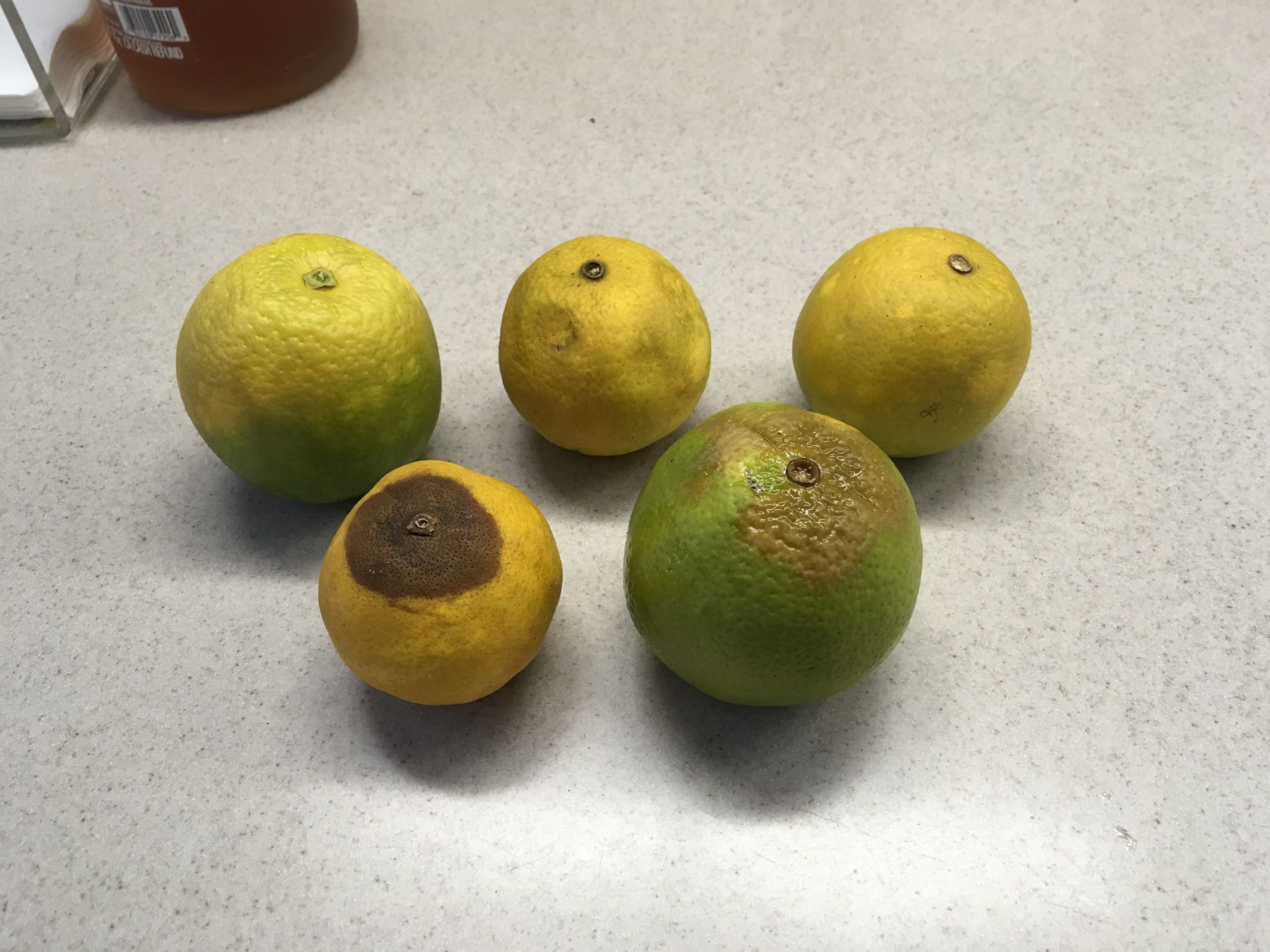 Citrus Brown Rot Treatment - How To Manage Brown Rot In Citrus Fruits ...