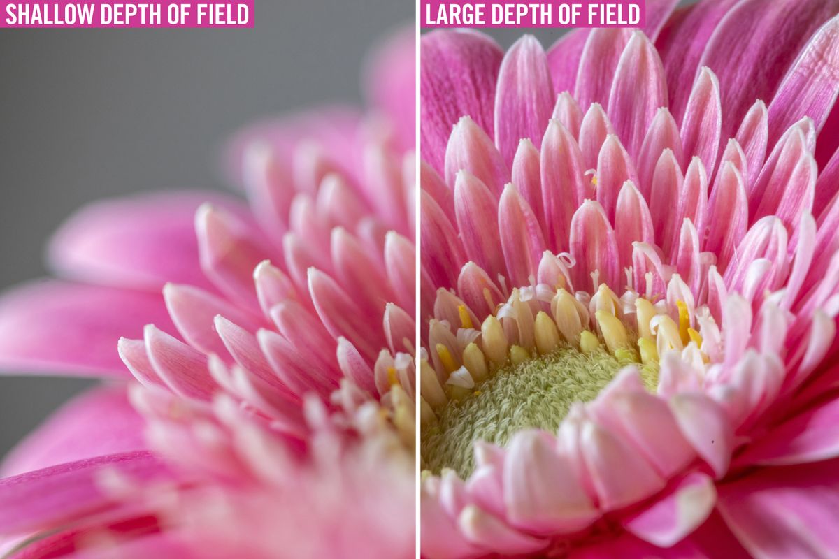 Cheap tricks and camera hacks to creative amazing floral shots at home ...