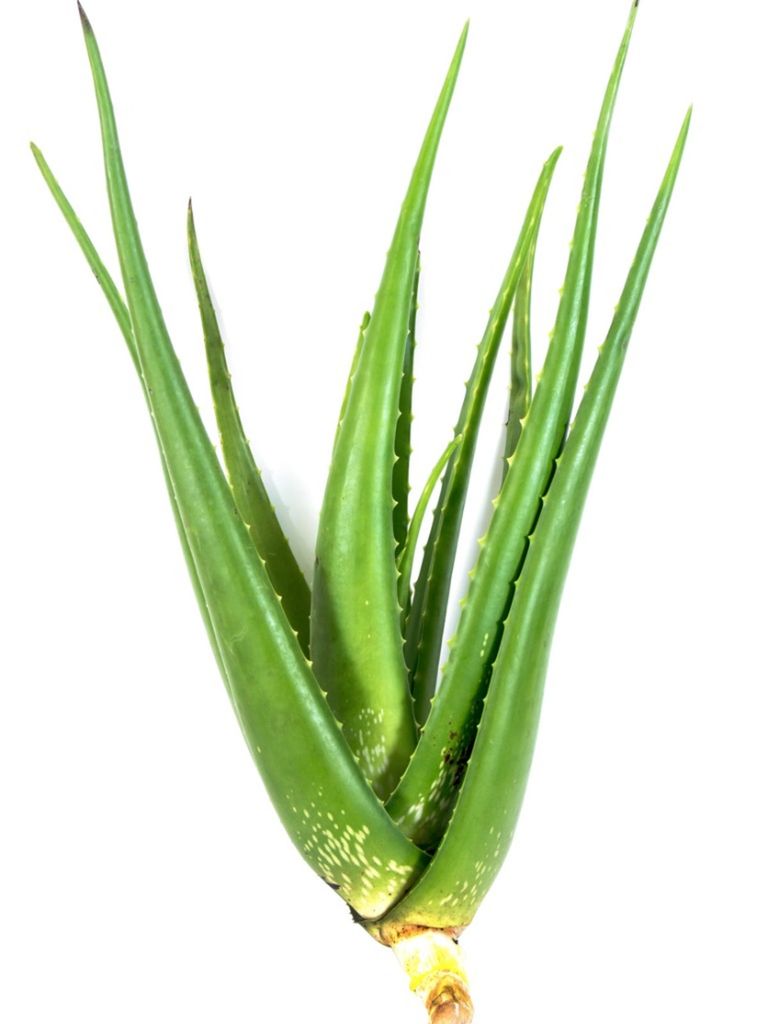 Aloe Plant Division - How And When To Separate Aloe Plants | Gardening ...