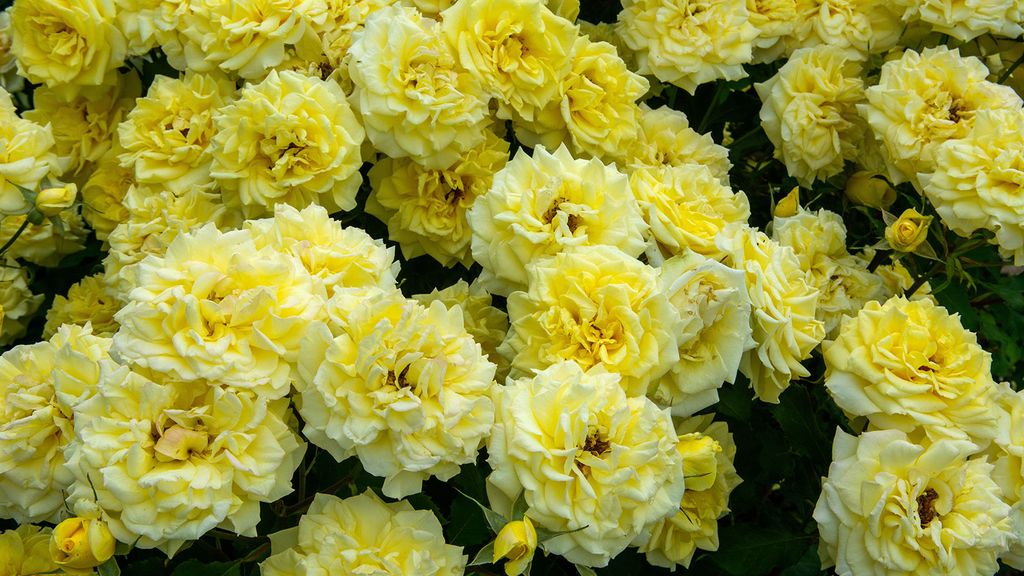 Rose suckers: what are they and should you remove them? | Homes and Gardens