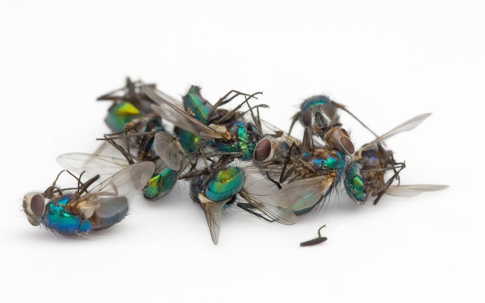 9 Disgusting Things That the FDA Allows in Your Food | Live Science