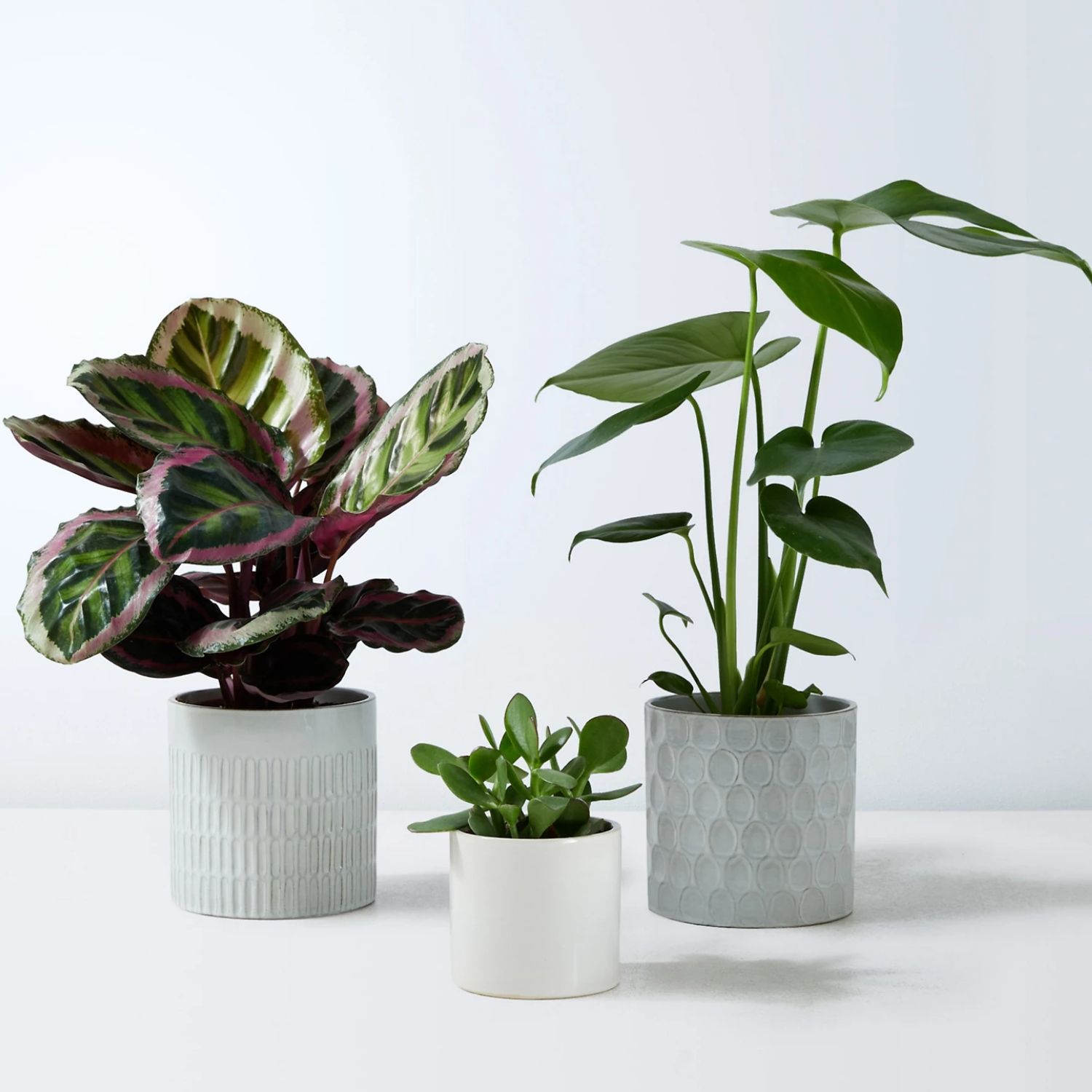 Urban jungle room ideas – how to make the trend work in your home ...
