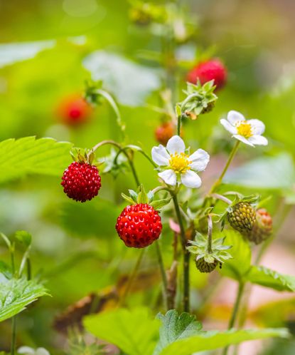 The benefits of ground cover plants and where to use them | Homes and ...