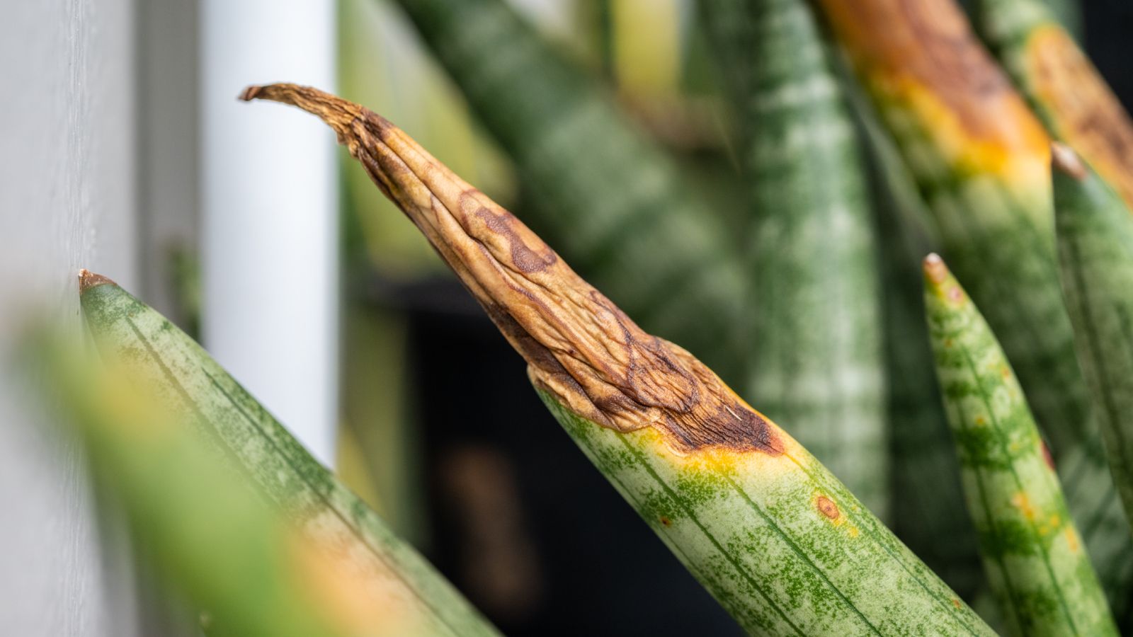 Learn How To Remedy Root Rot In Snake Plants | Gardening Know How