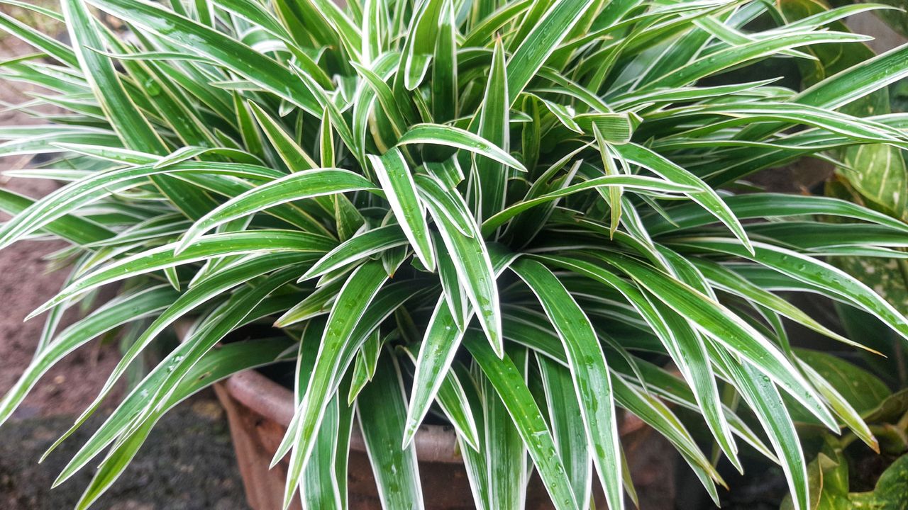 How To Make A Spider Plant Bushier – Spider Tips For Success ...