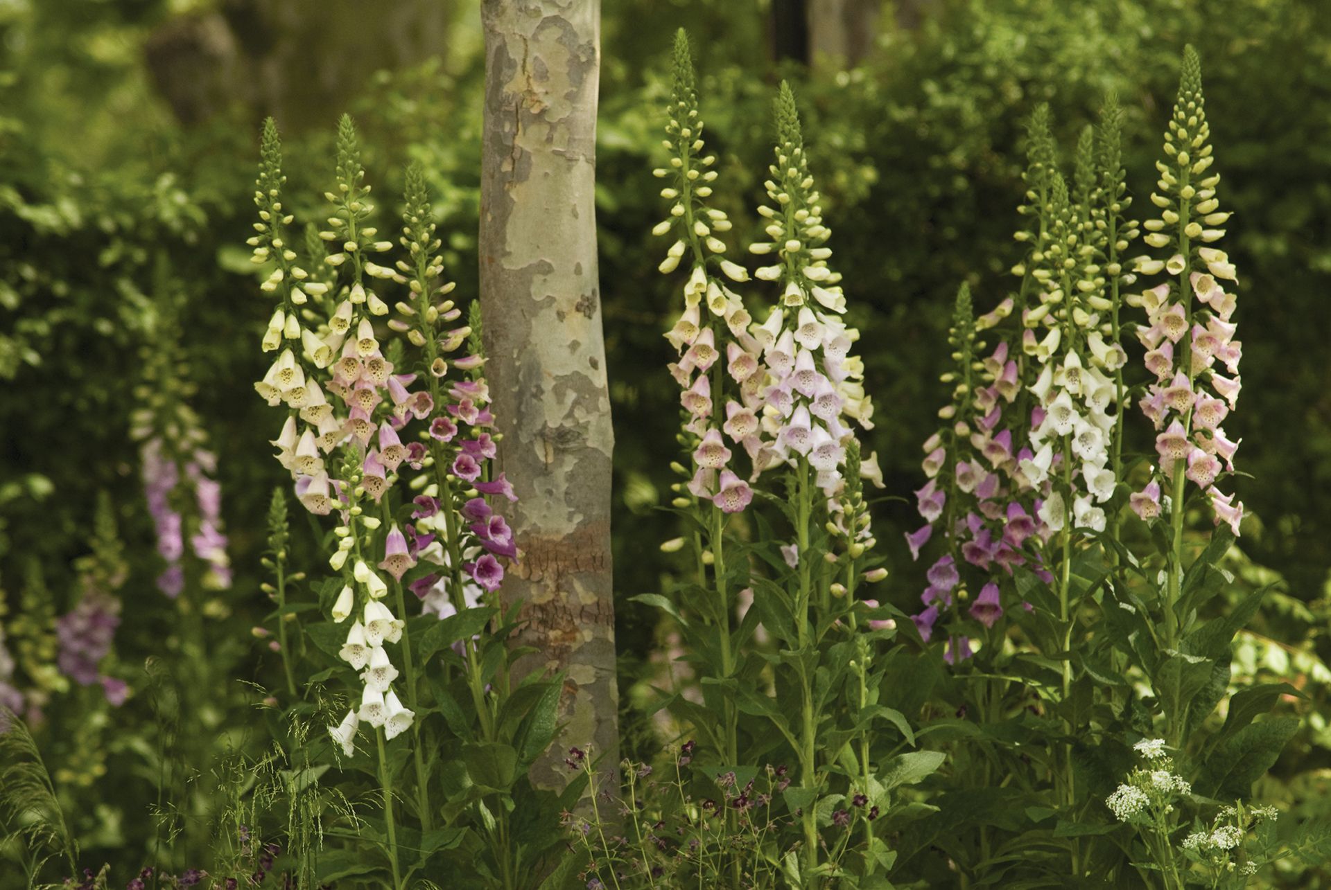 Monty Don's top tips for growing foxgloves | Homes and Gardens