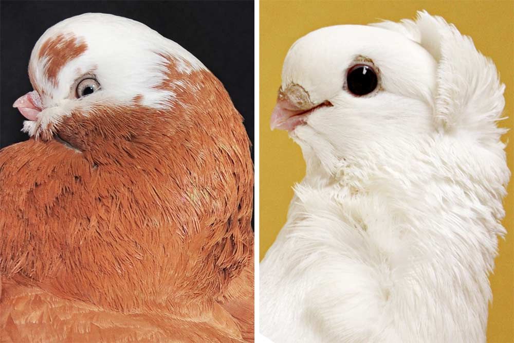 In Photos: Pigeons Show Off Their Fancy Hairdos | Live Science