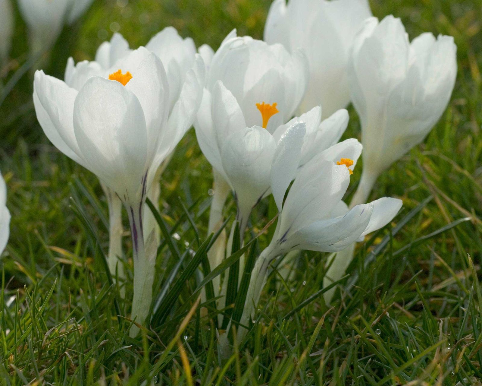 Types of crocus: 12 spring-flowering bulbs | Gardeningetc
