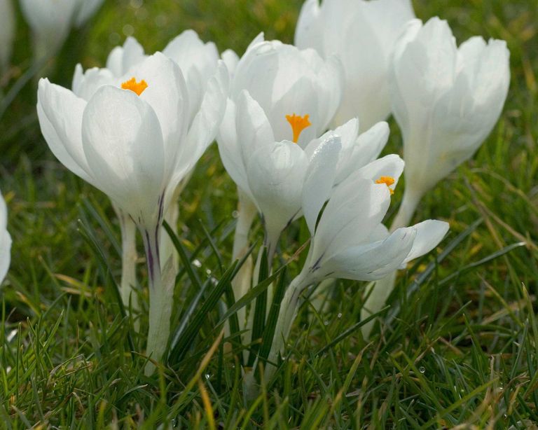 Types of crocus: 12 spring-flowering bulbs | Gardeningetc