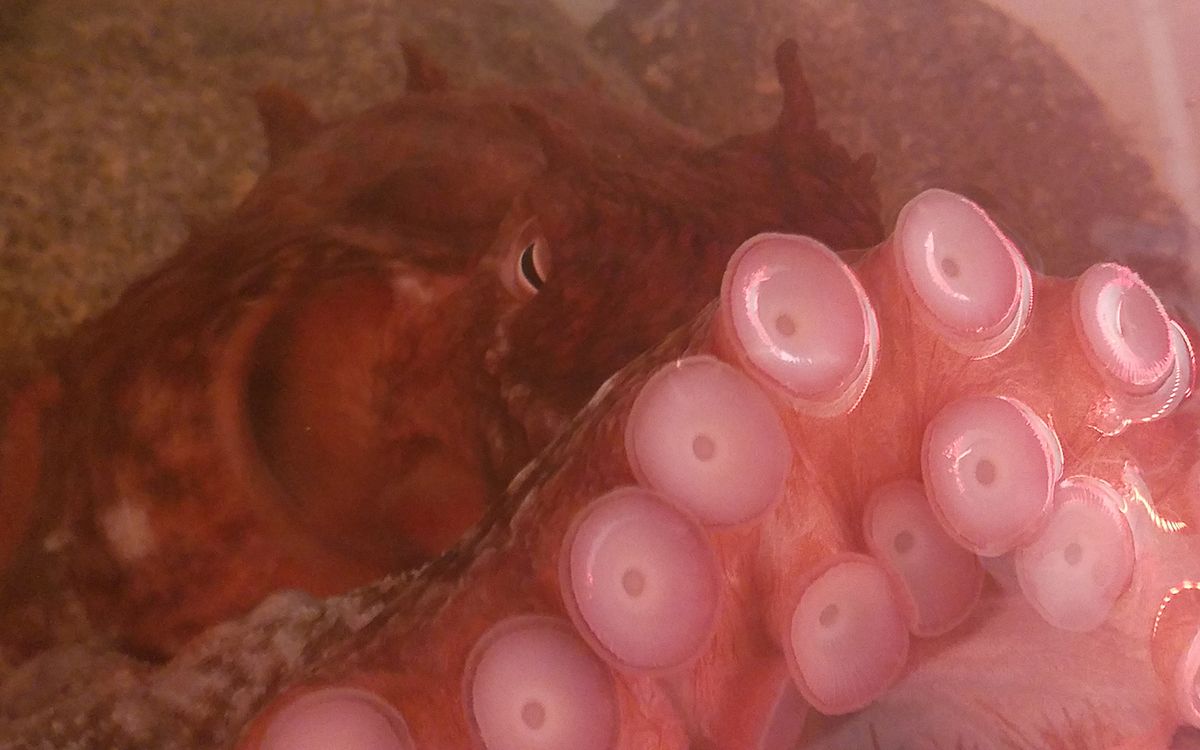 Alien Life Might 'Think' More Like an Octopus Than a Human | Live Science