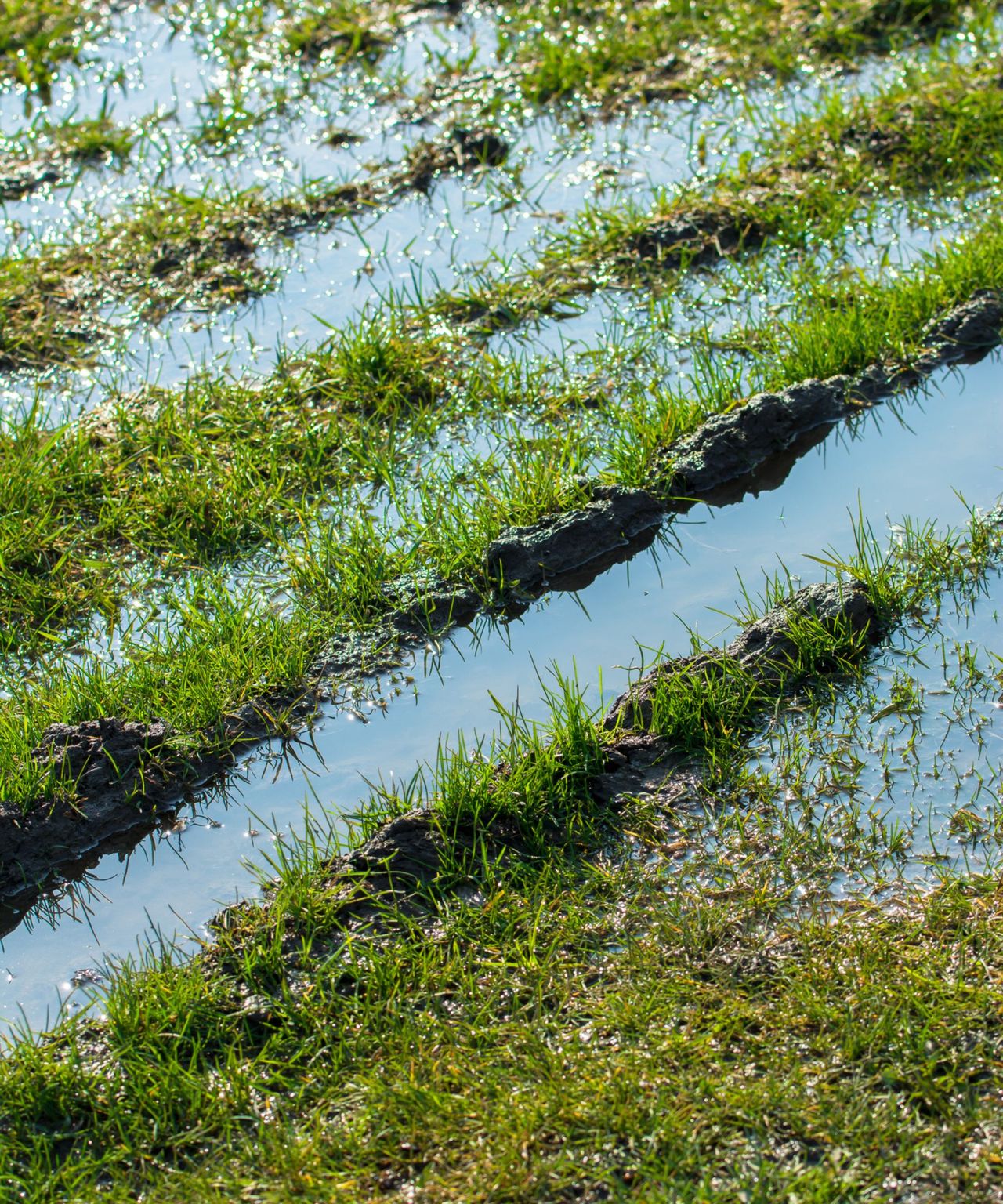 How to fix a waterlogged lawn in 5 easy steps | Real Homes
