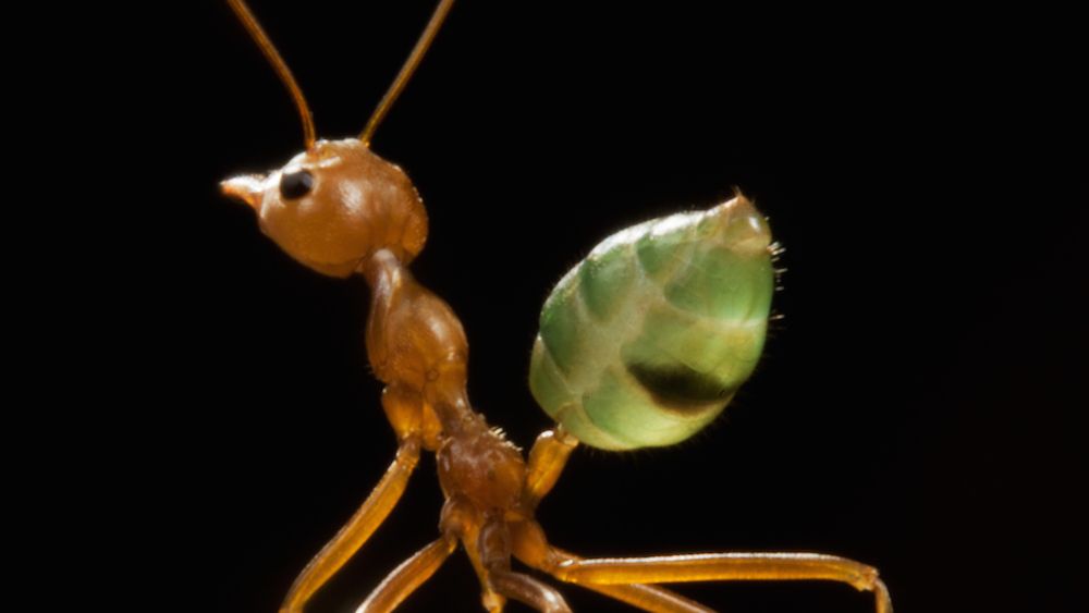 Photos: See the Animal 'Olympics of the Natural World': Page 2 | Live ...