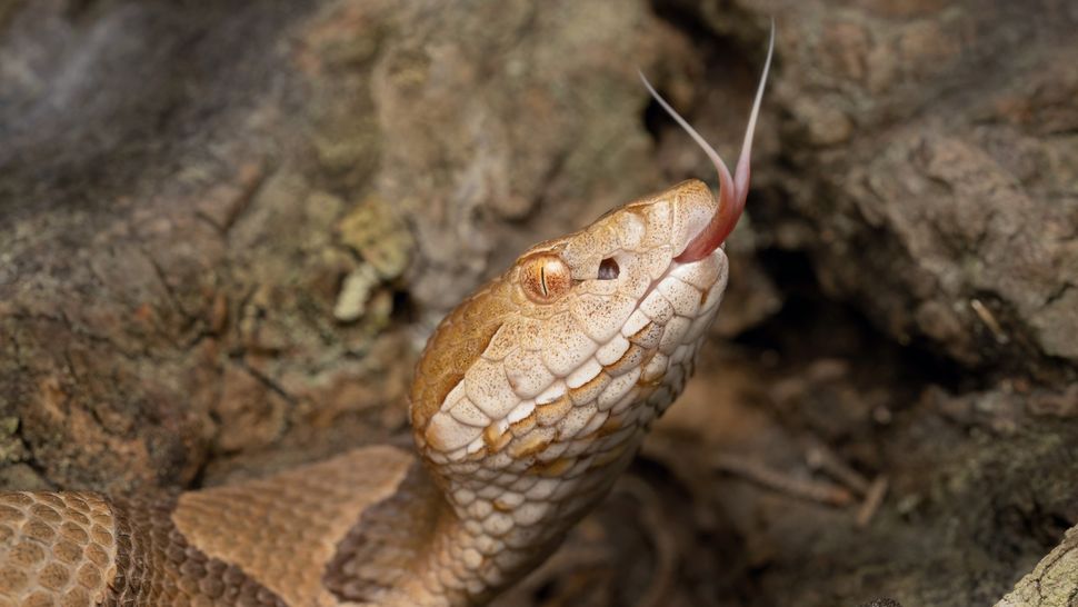 Copperhead snakes: Facts, bites & babies | Live Science