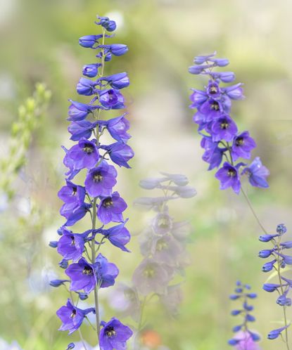 How to cut back delphiniums | Homes and Gardens