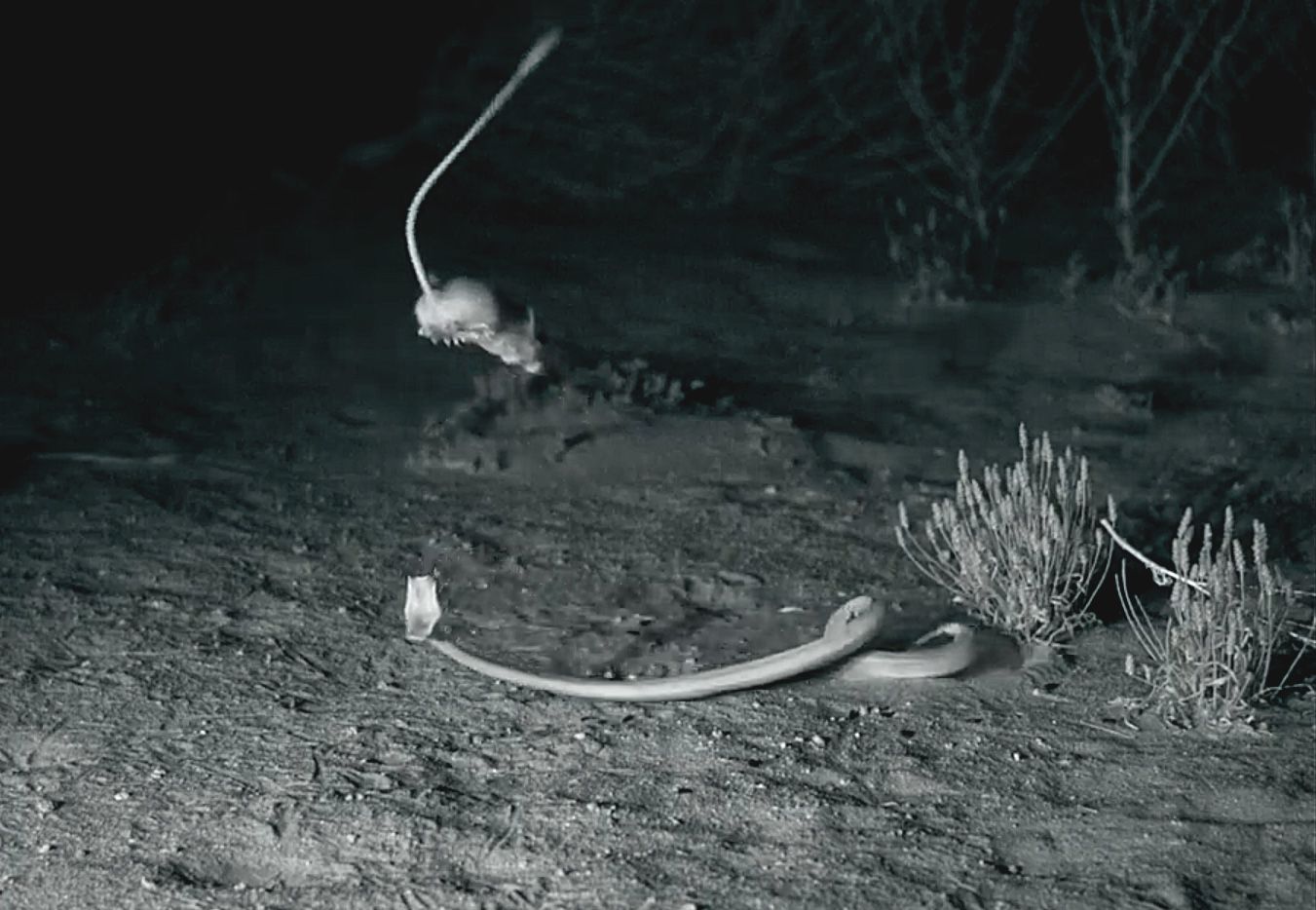 Ninja Rat Drop-Kicks Deadly Rattlesnake in Epic Slow-Motion Video ...