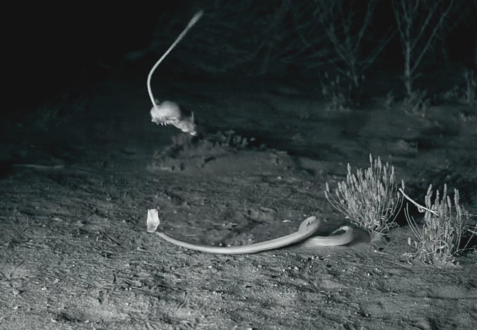 Ninja Rat Drop-Kicks Deadly Rattlesnake in Epic Slow-Motion Video ...