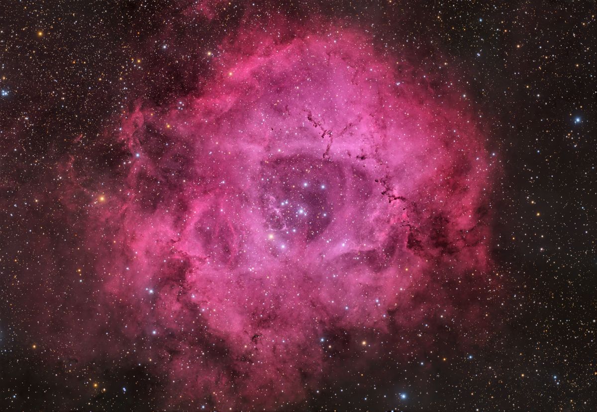 Single this Valentine's Day? Don't worry, the universe has a rose just ...