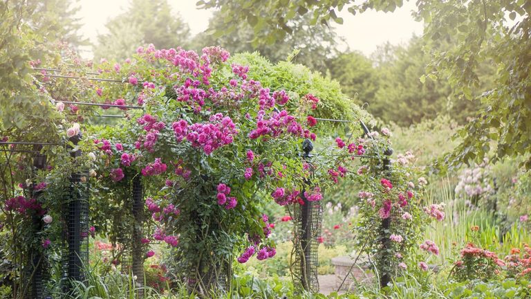 How to train a climbing rose: expert tips for success | Homes and Gardens