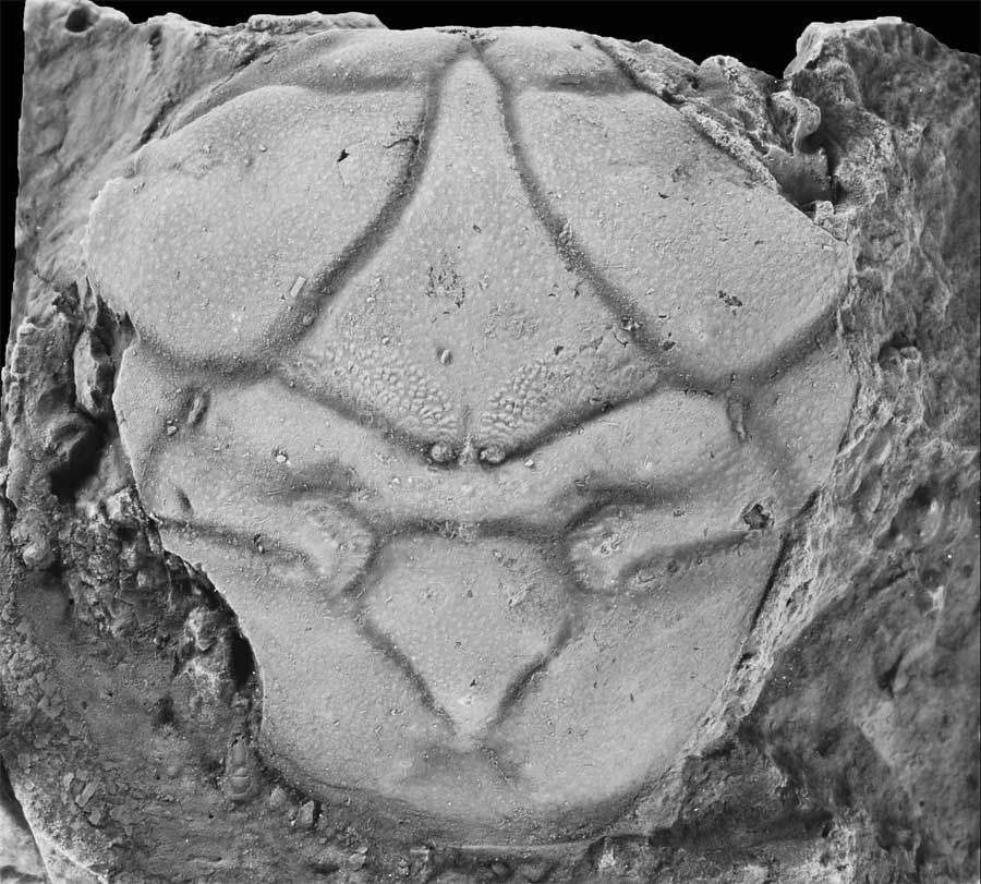 Image Gallery: Tiny Crustaceans Found in Fossil Reef | Live Science