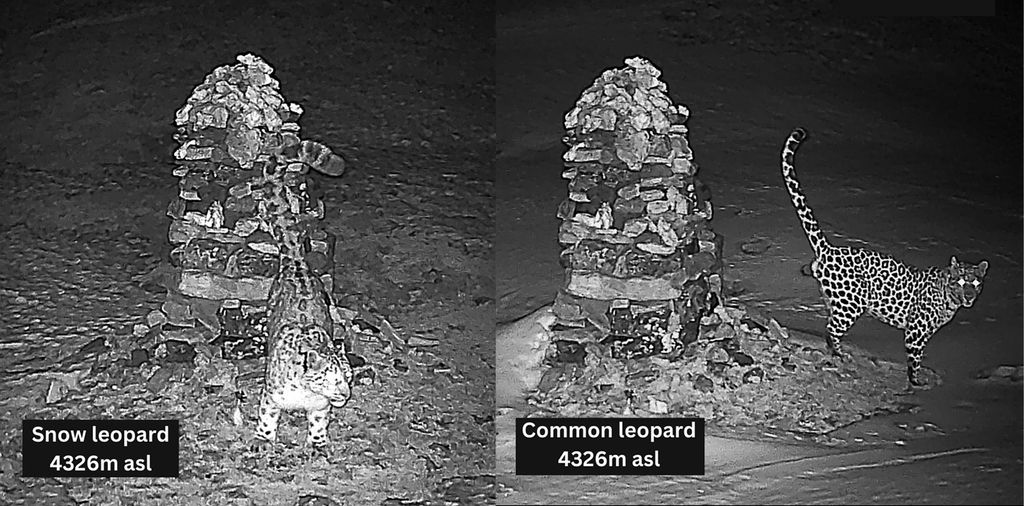 Grumpy-looking Pallas's cat photographed by camera trap in stunning photo from eastern Himalayas ...