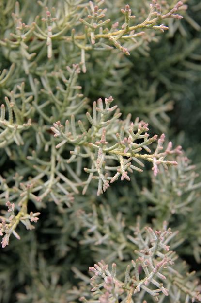 10 evergreens that are easy to grow in any garden | Gardeningetc