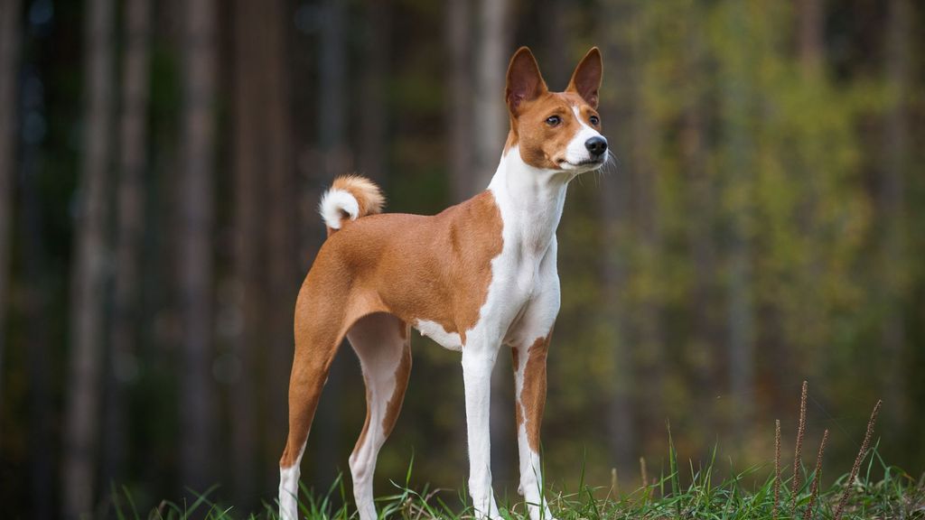 32 of the easiest dog breeds to take care of | PetsRadar