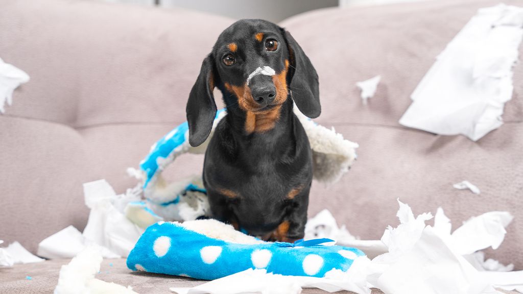 20 hardest dogs to train and challenging breeds | PetsRadar
