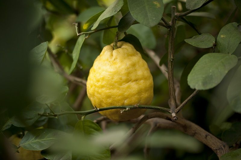 Image Gallery: 7 Potent Medicinal Plants | Wild Medicine | Live Science