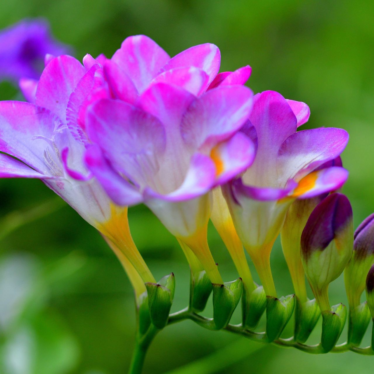 When to plant freesias — the perfect time to plant the corms | Ideal Home