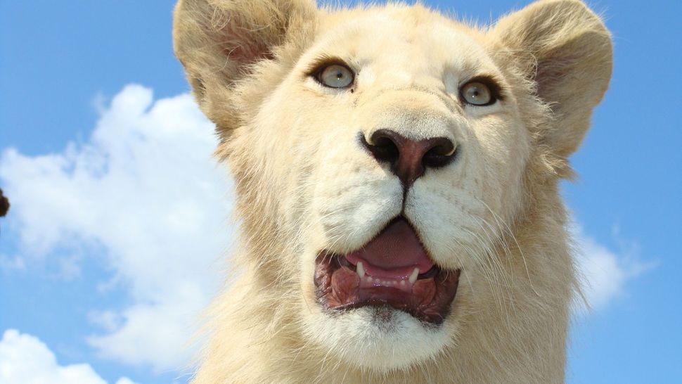 25 of the most expensive pets in the world | PetsRadar