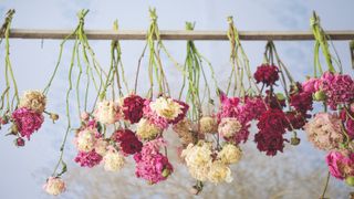 Should I deadhead yarrow? Garden experts share their knowhow | Homes ...