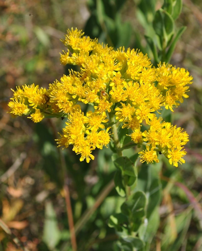 Rigid Goldenrod Info: Growing Stiff Goldenrod Flowers In The Garden ...