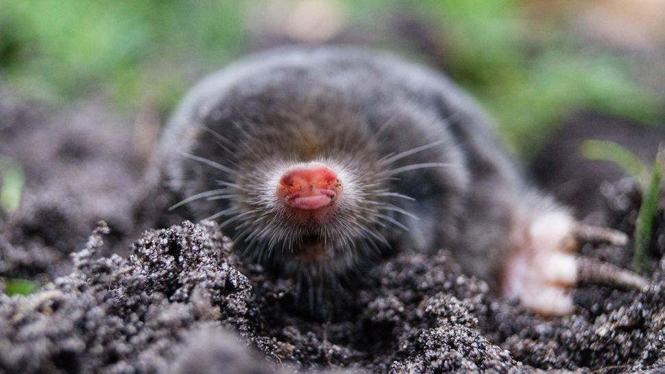 Female moles grow testicles to fight through their brutal underground ...