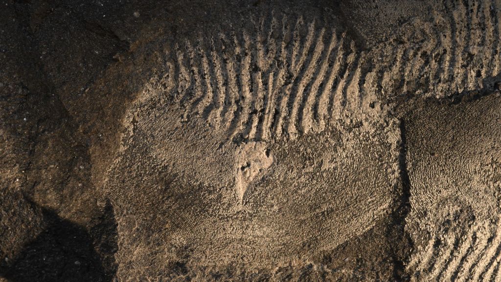 Late Devonian fish, the 'one who consumes others,' was 8 feet long ...