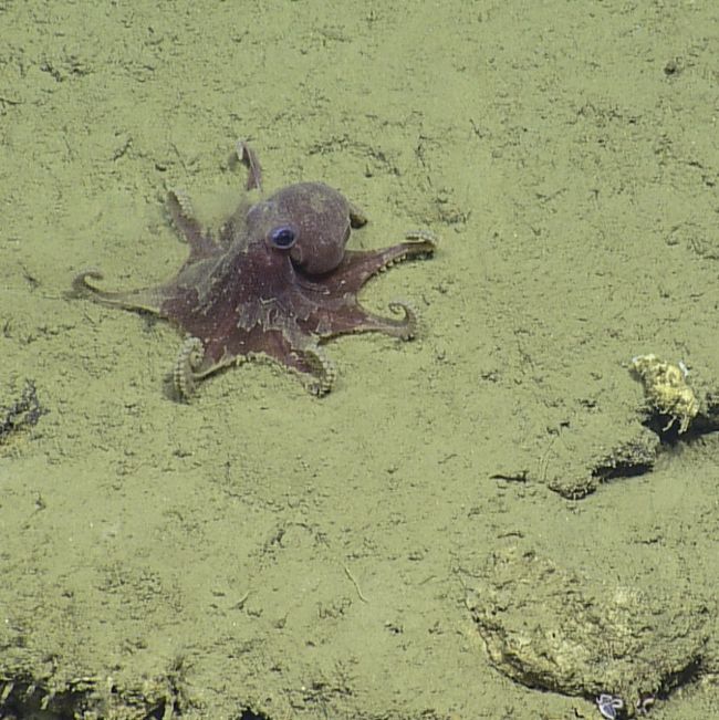 Photos: Deep-sea expedition discovers metropolis of octopuses | Live ...